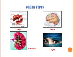 Human beings are complex organisms ppt | PPTX