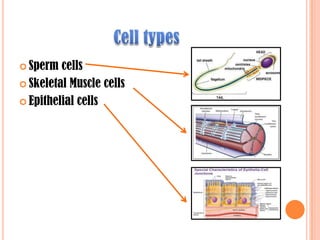 Human beings are complex organisms ppt | PPTX