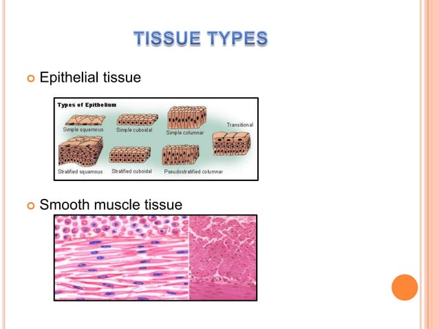 Human beings are complex organisms ppt | PPTX