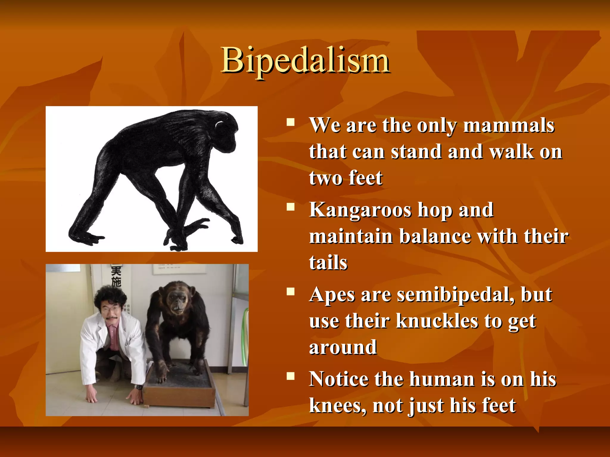 Human biological and cultural evolution | PPT