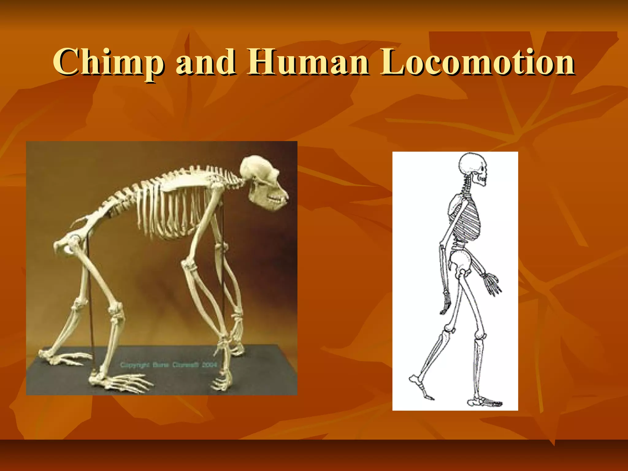 Human biological and cultural evolution | PPT