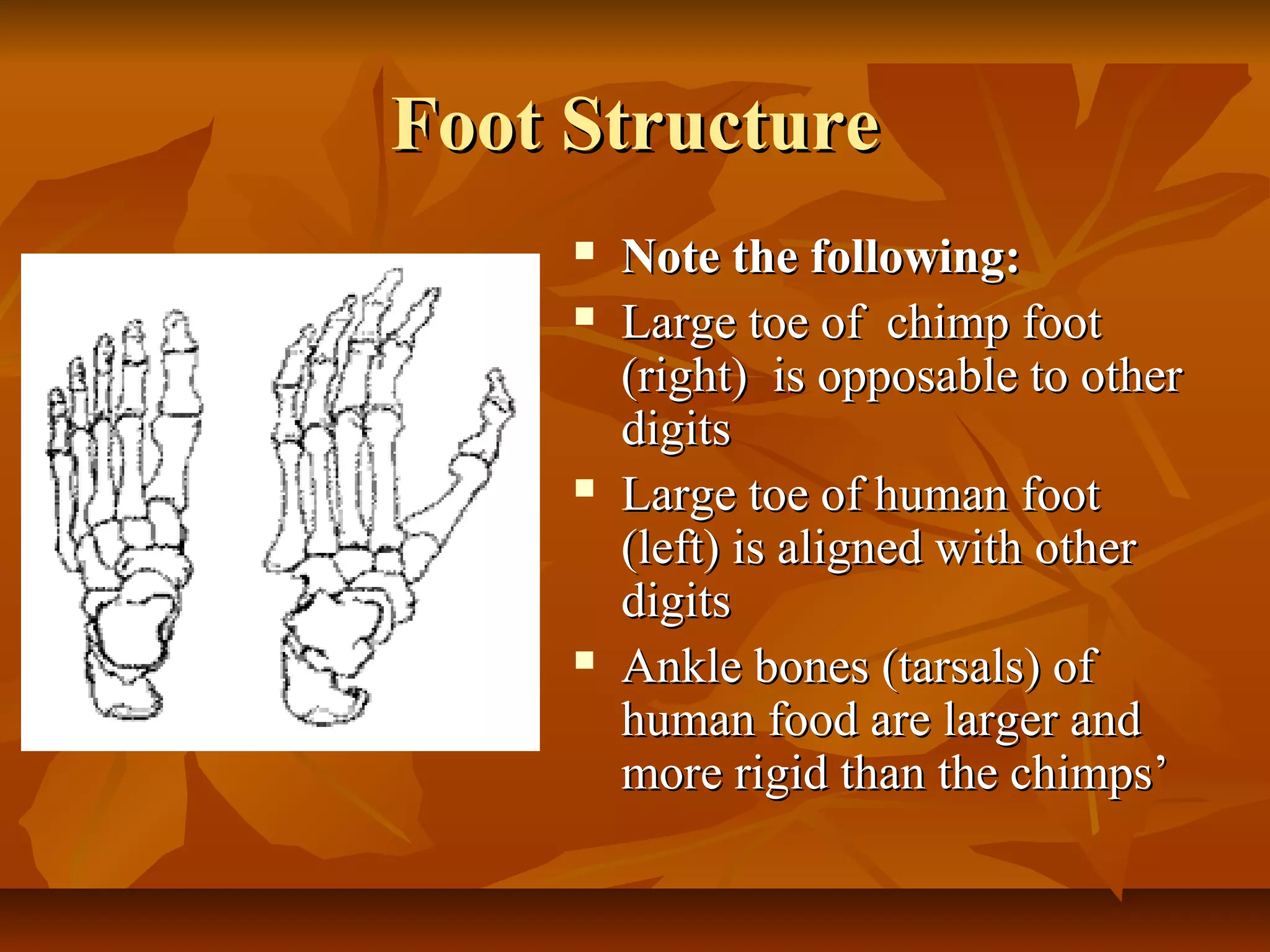 Human biological and cultural evolution | PPT