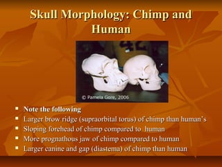 Human biological and cultural evolution | PPT