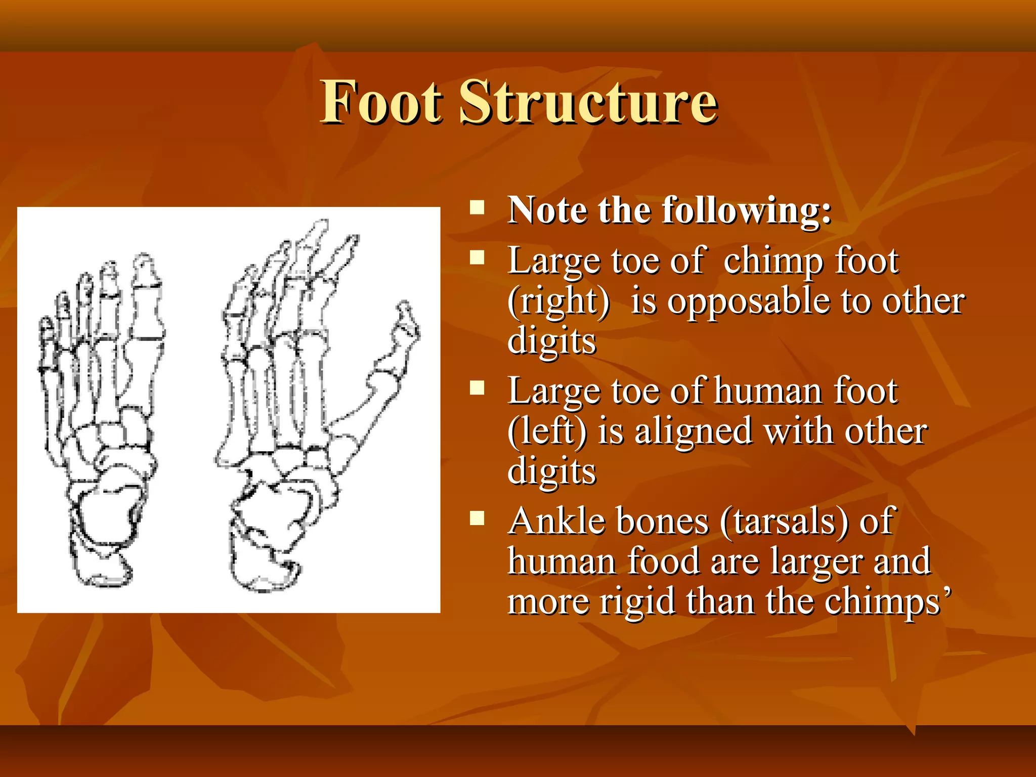 Human biological and cultural evolution 2 | PPT