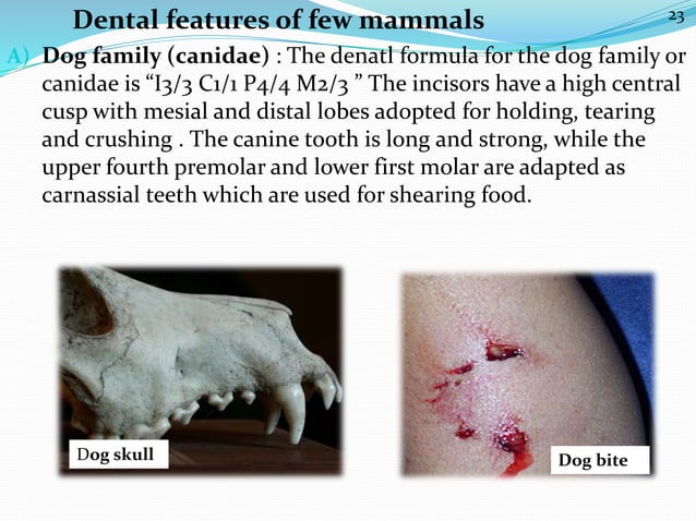 Human bite marks | PPTX | Oral care | Personal Care