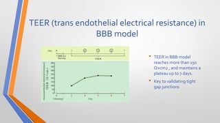 Human blood brain barrier | PPT