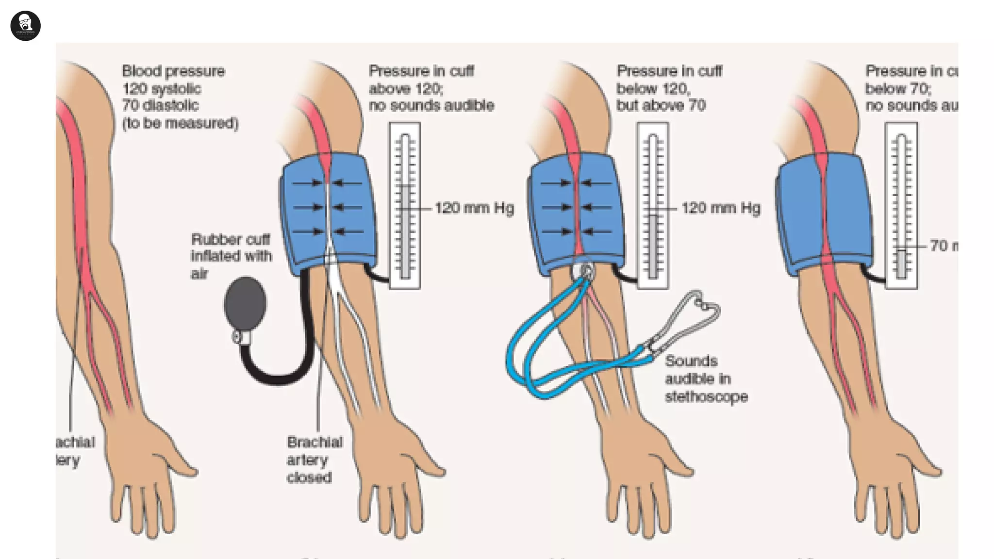 Human blood pressure basics | PDF