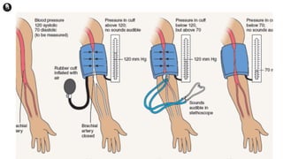 Human blood pressure basics | PDF