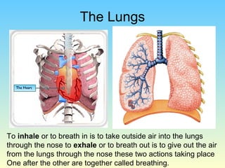Human body | PPT