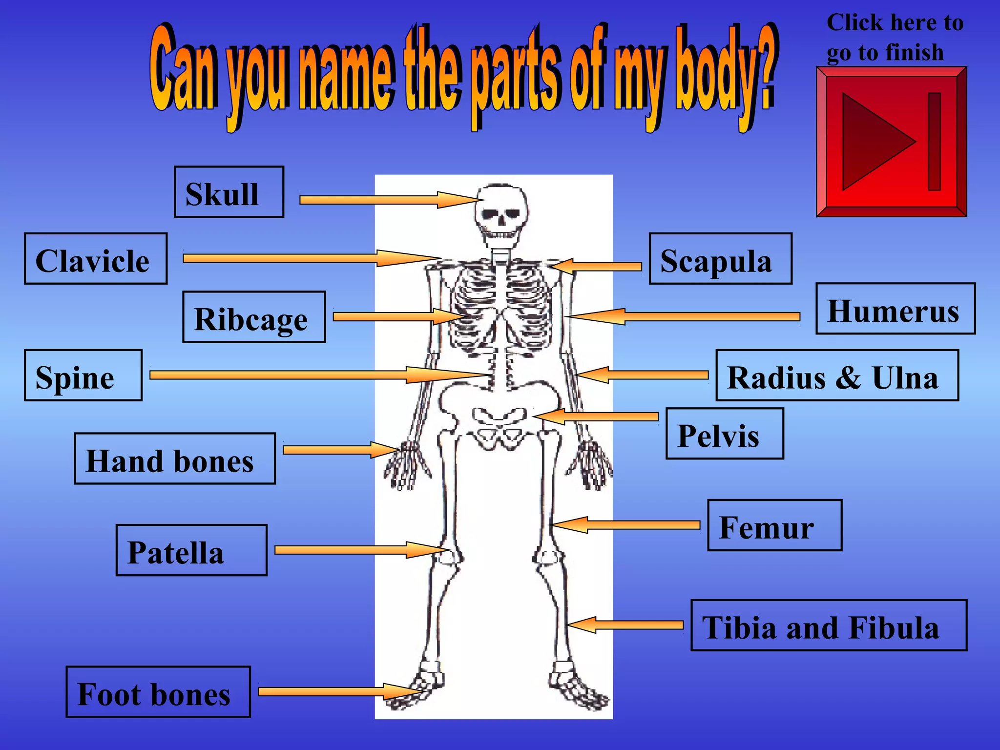 Human Body | PPT