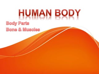 Human body | PPT