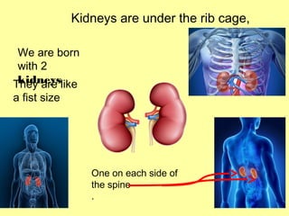 Human body: body systems | PPT