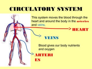 Human body: body systems | PPT