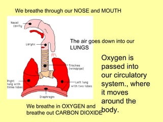 Human body: body systems | PPT