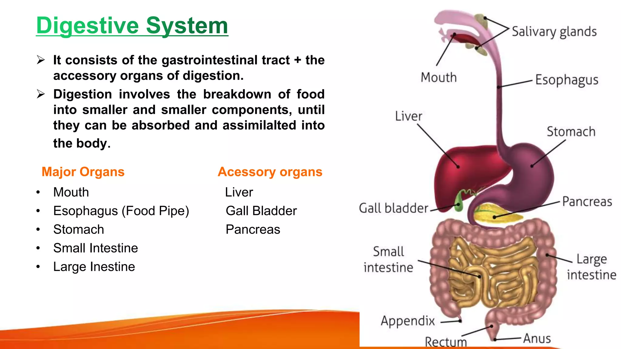 Human body (General Description) | PPTX | Endocrine and Metabolic ...