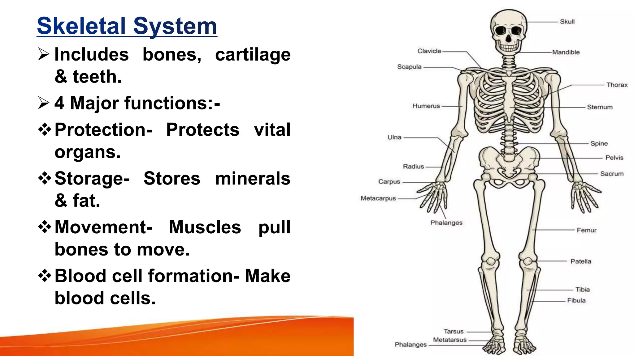 Human body (General Description) | PPTX | Endocrine and Metabolic ...