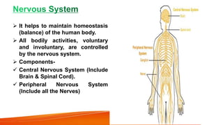 Human body (General Description) | PPTX | Endocrine and Metabolic ...