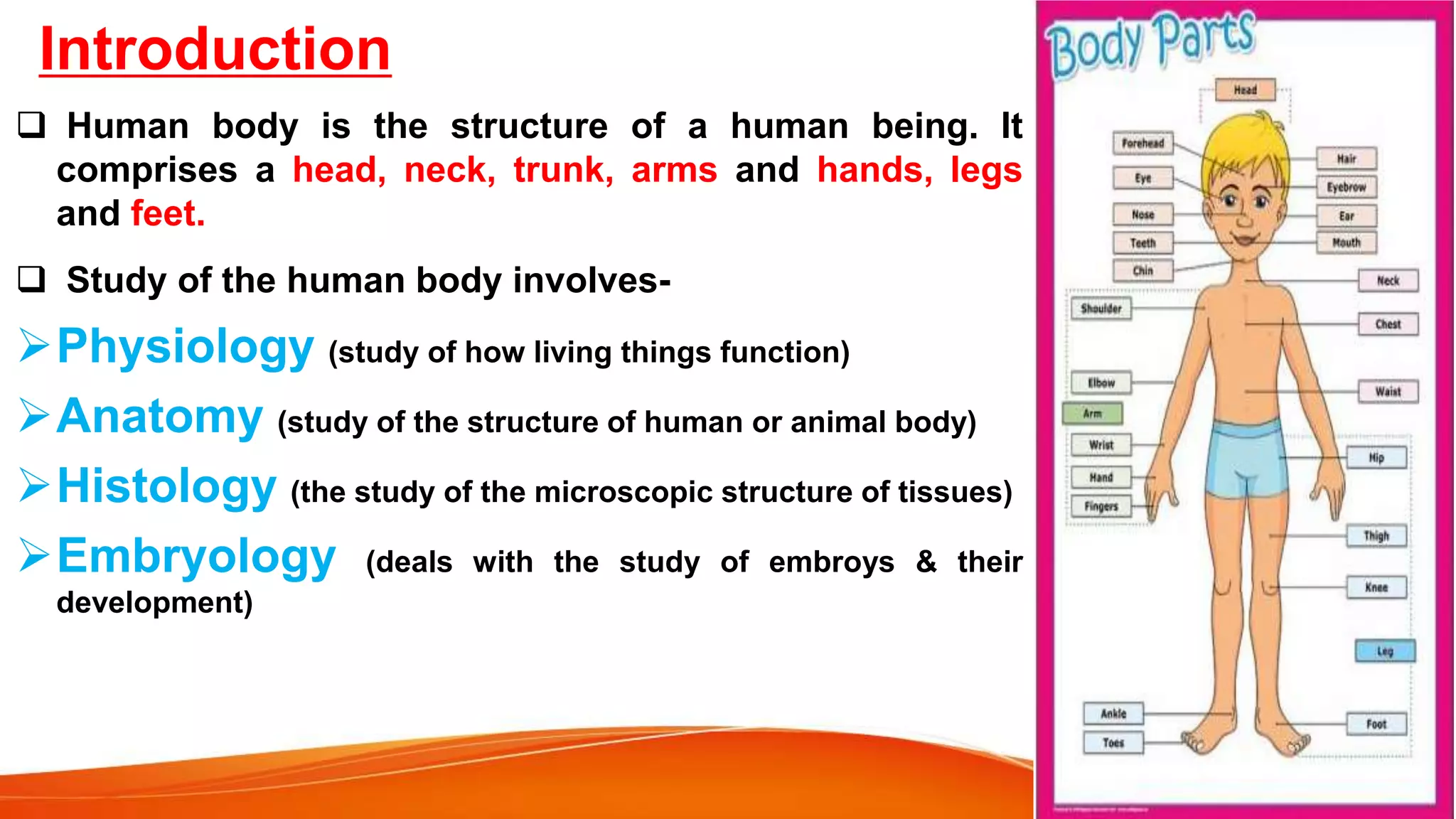 Human body (General Description) | PPTX | Lung and Respiratory Health ...