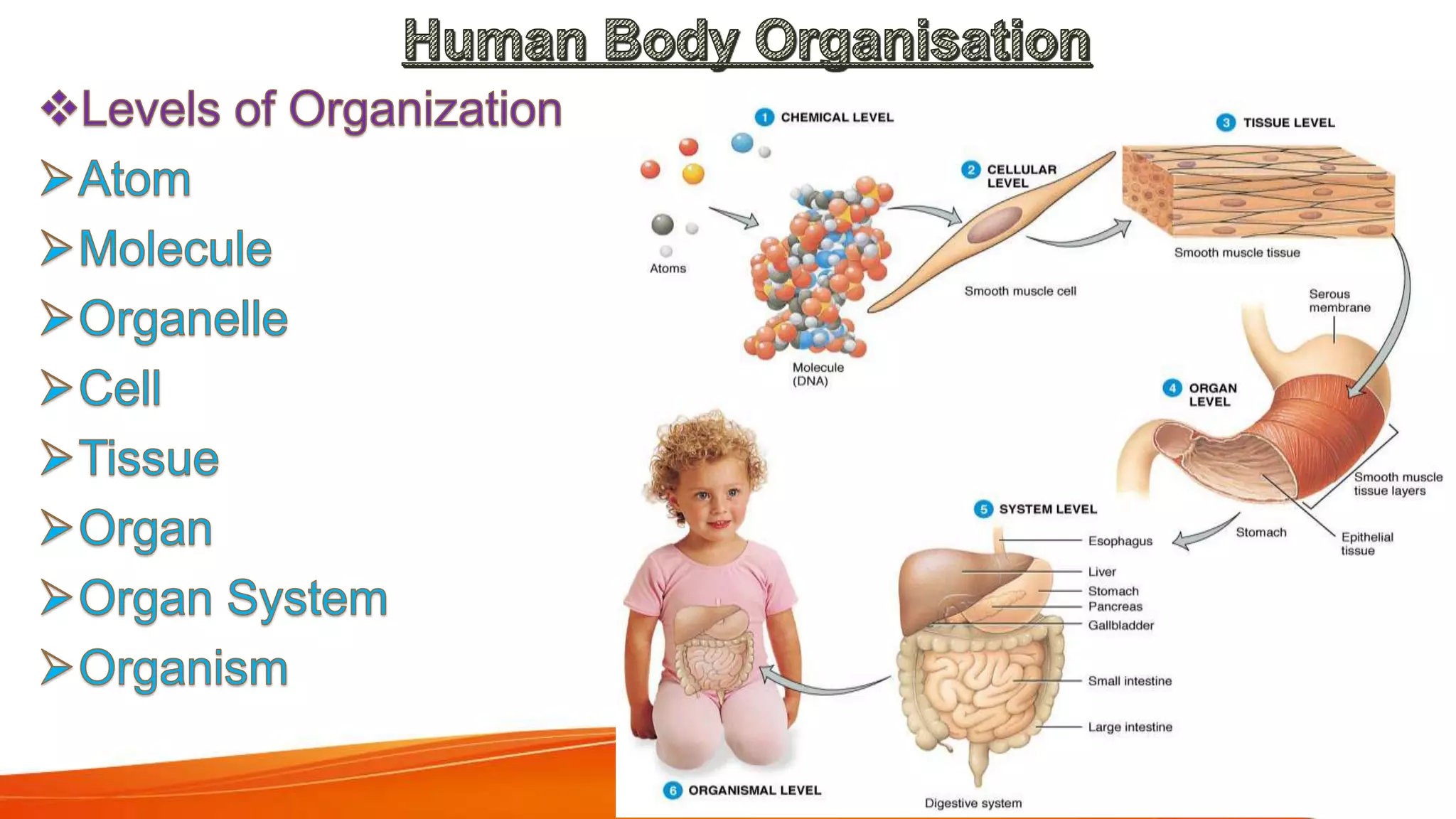 Human body (General Description) | PPTX