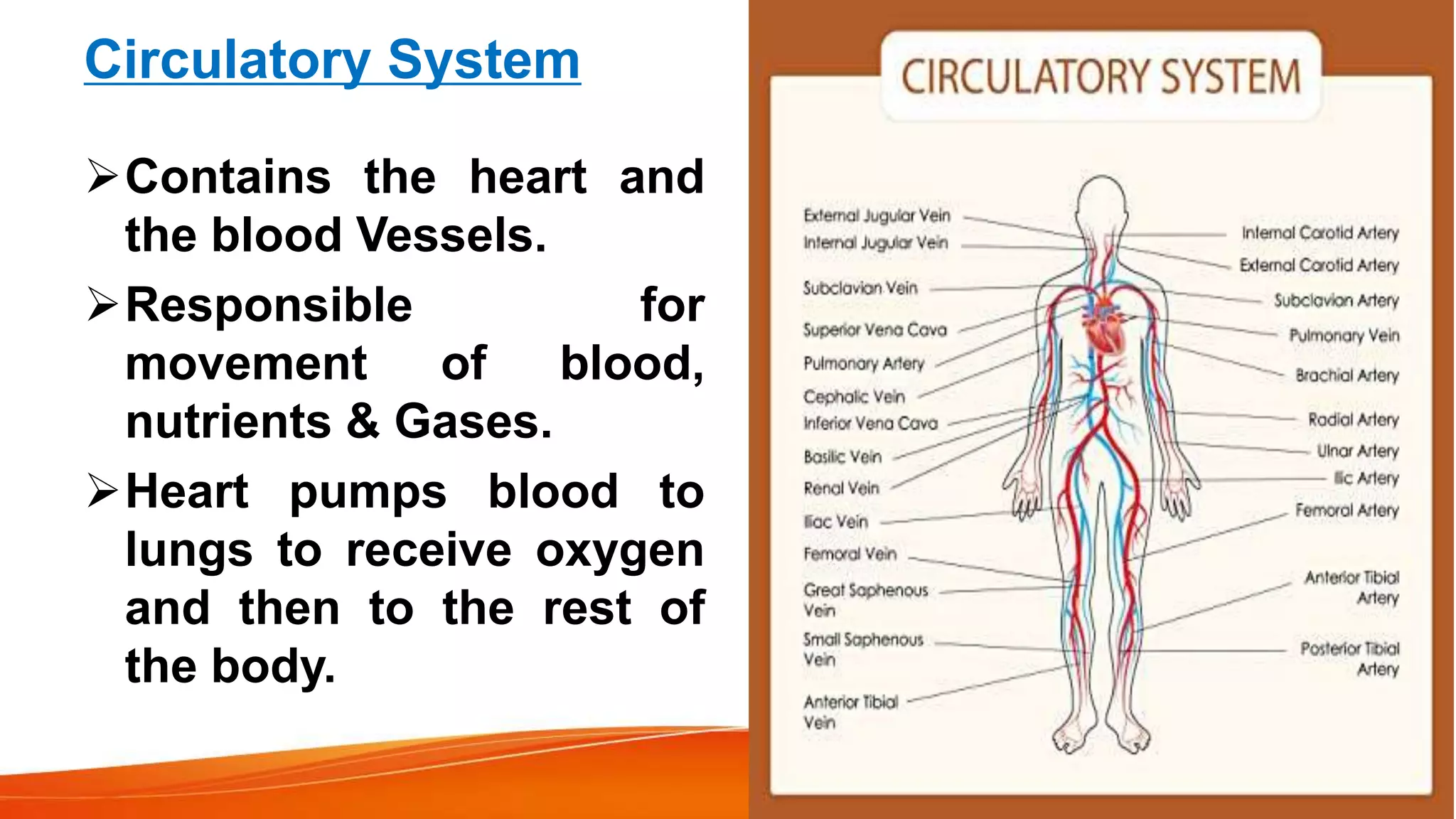 Human body (General Description) | PPTX | Lung and Respiratory Health ...