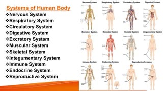 Human body (General Description) | PPTX