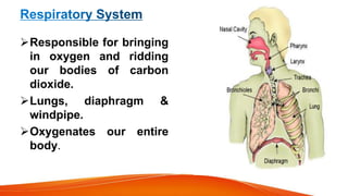 Human body (General Description) | PPTX