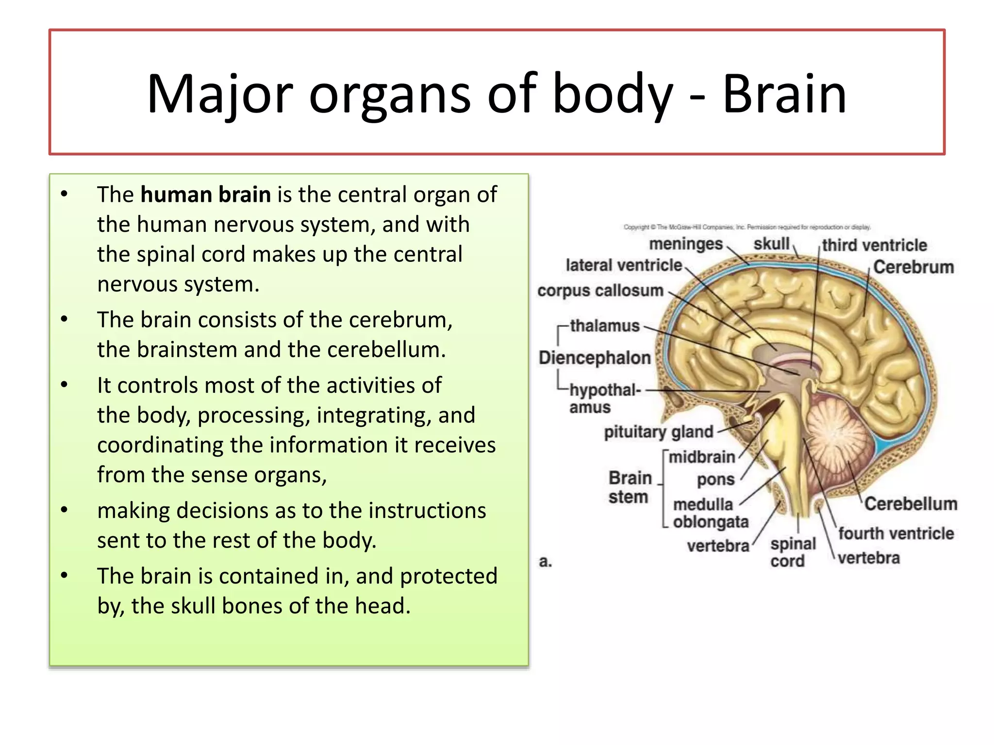 Human body structure / Human Anatomy and Physiology | PPTX