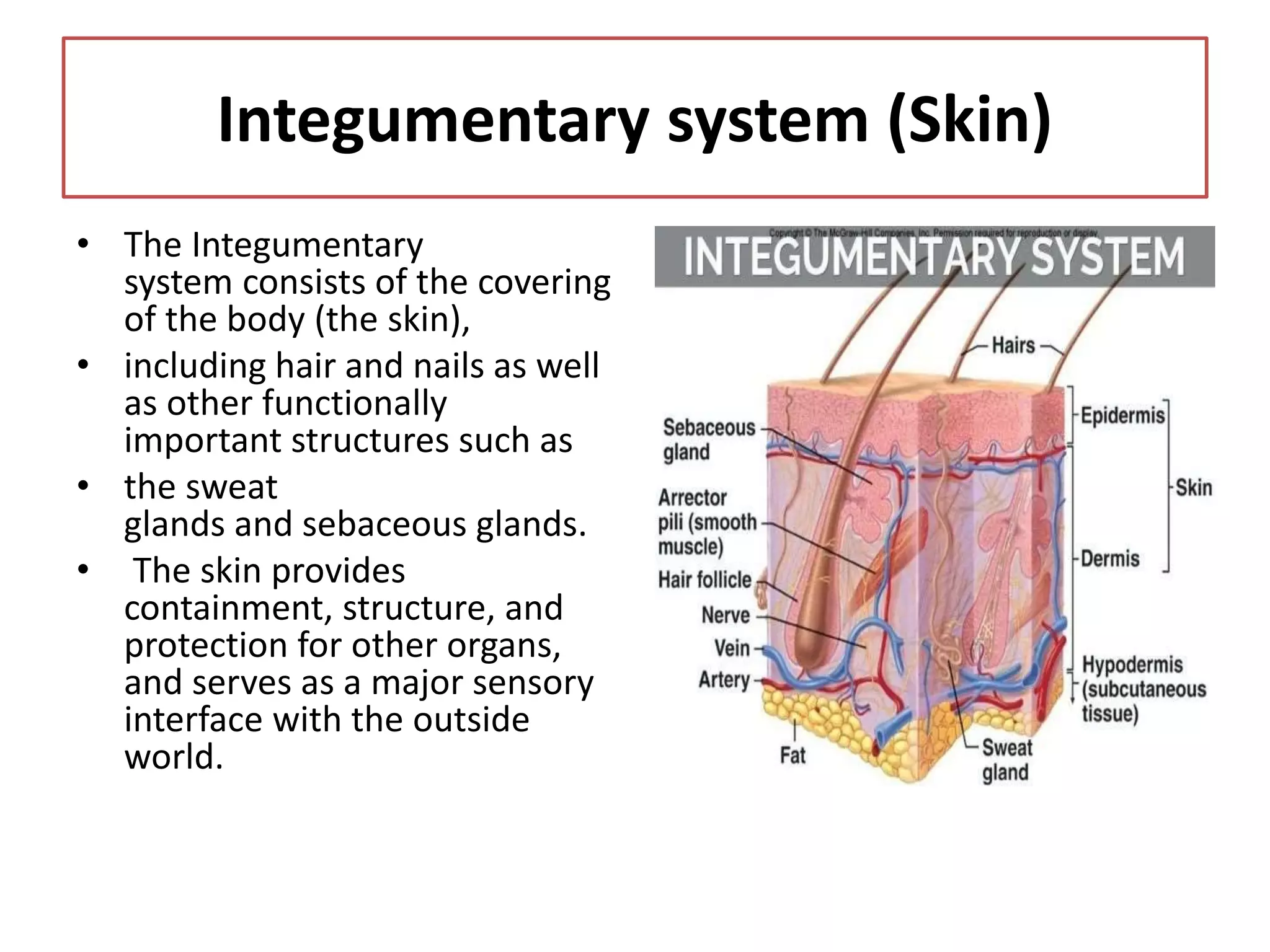 Human body structure / Human Anatomy and Physiology | PPTX