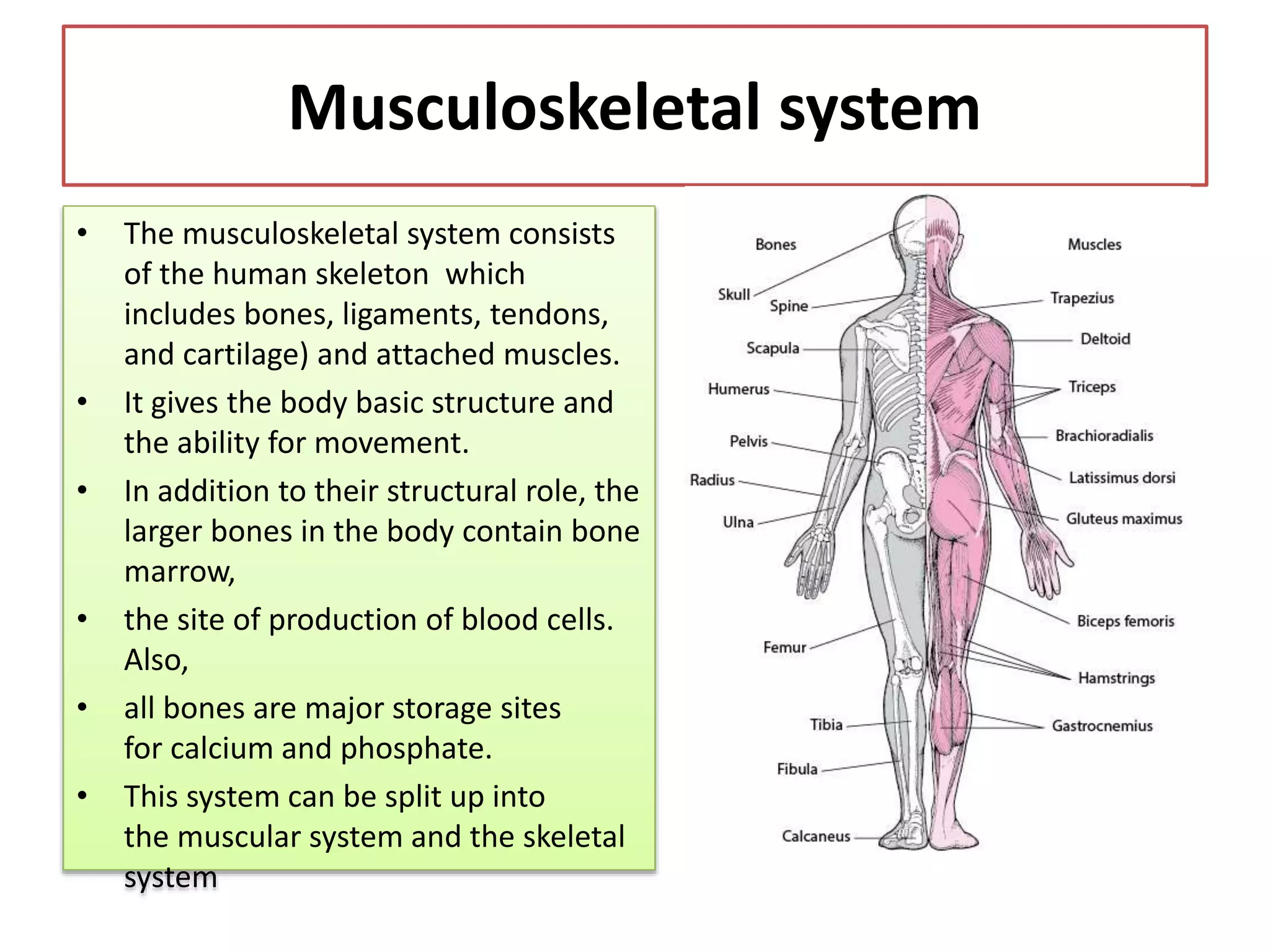 Human body structure / Human Anatomy and Physiology | PPTX