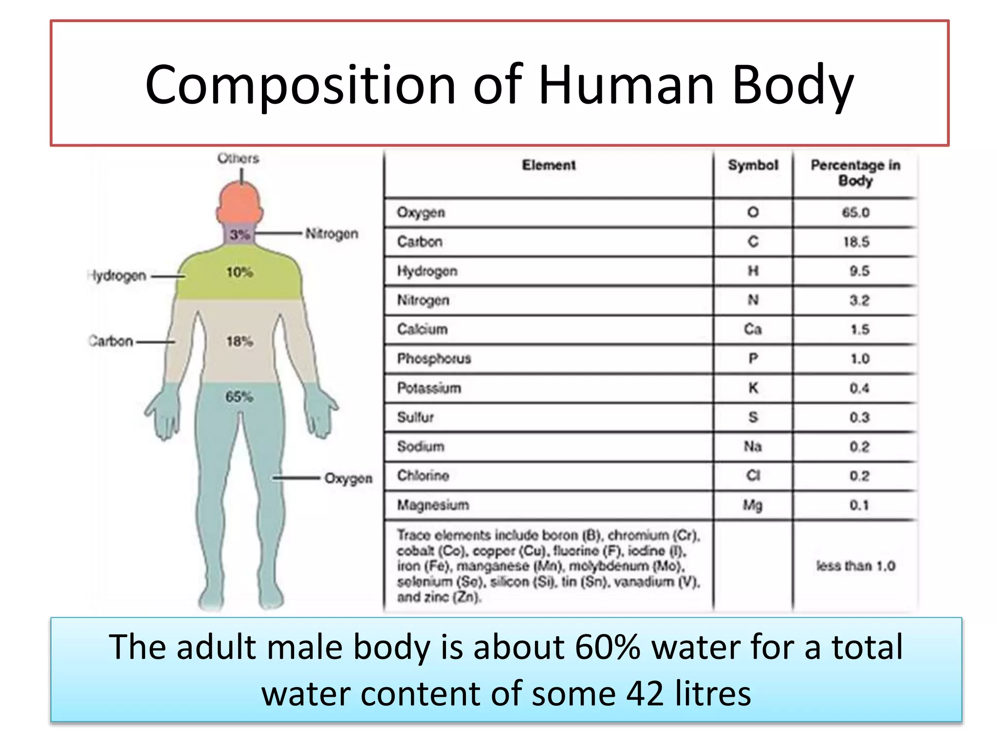 Human body structure / Human Anatomy and Physiology | PPTX