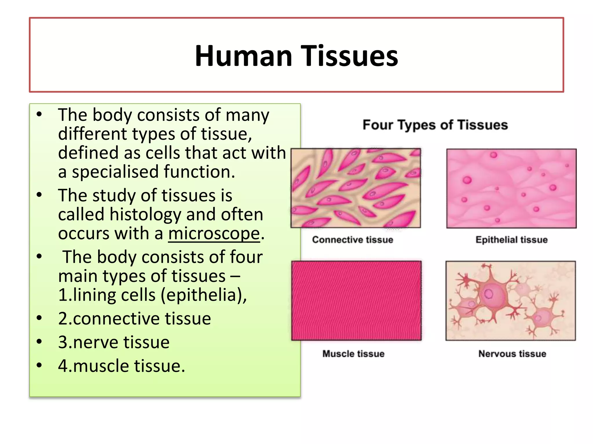 Human body structure / Human Anatomy and Physiology | PPTX