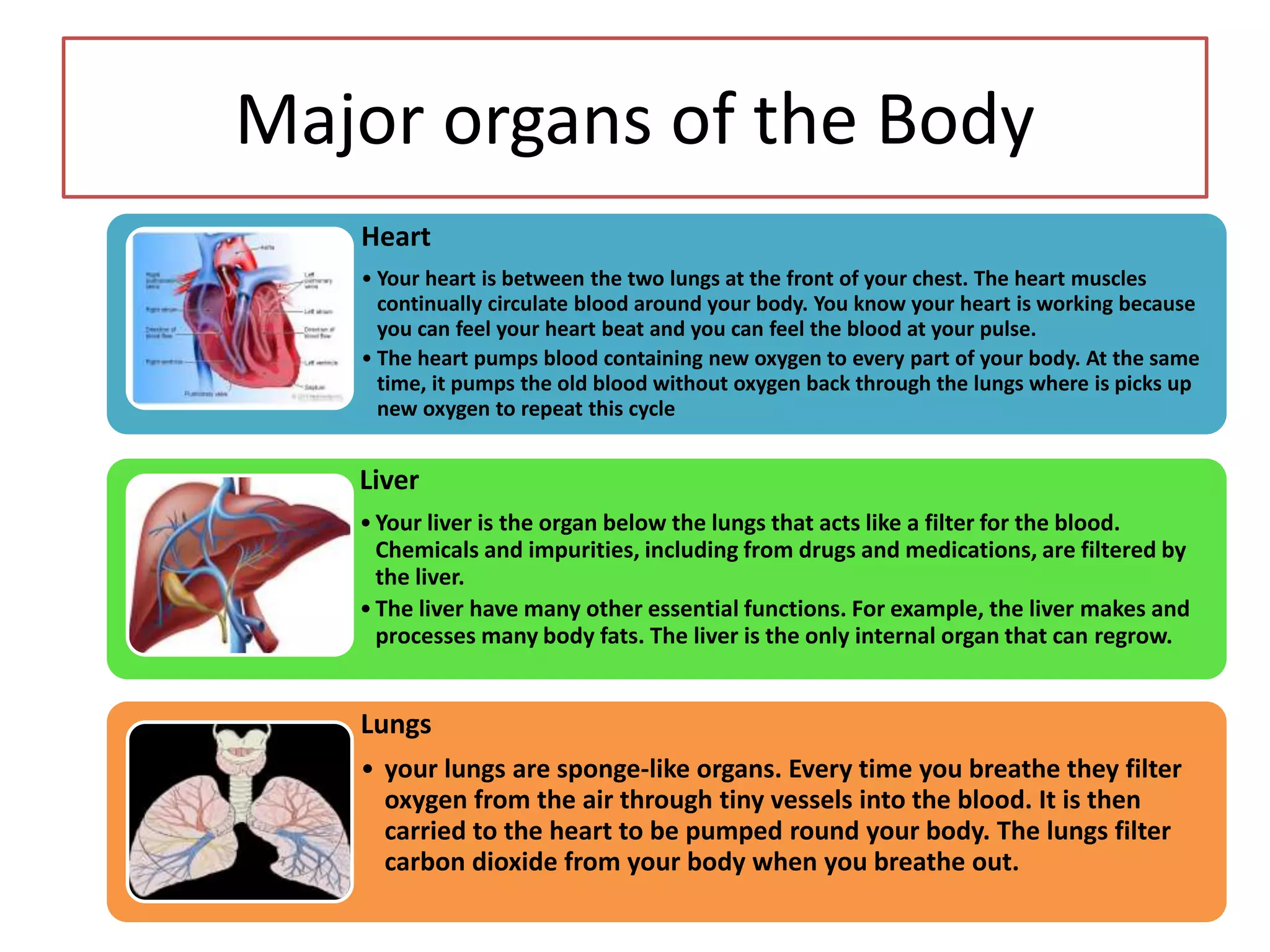 Human body structure / Human Anatomy and Physiology | PPTX