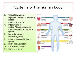 Human body structure / Human Anatomy and Physiology | PPTX