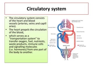 Human body structure / Human Anatomy and Physiology | PPTX