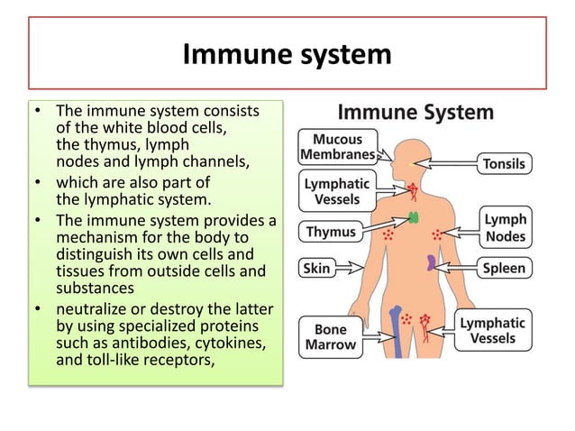 Human body structure / Human Anatomy and Physiology | PPTX | Lung and ...