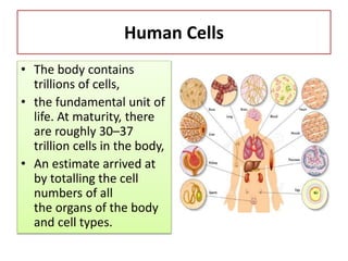 Human body structure / Human Anatomy and Physiology | PPTX