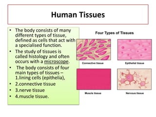 Human body structure / Human Anatomy and Physiology | PPTX
