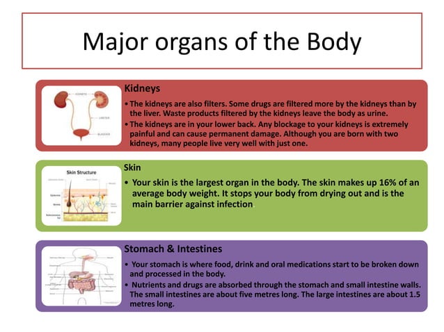 Human body structure / Human Anatomy and Physiology | PPTX | Lung and ...