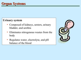 Human physiology and organ system funtions | PPT