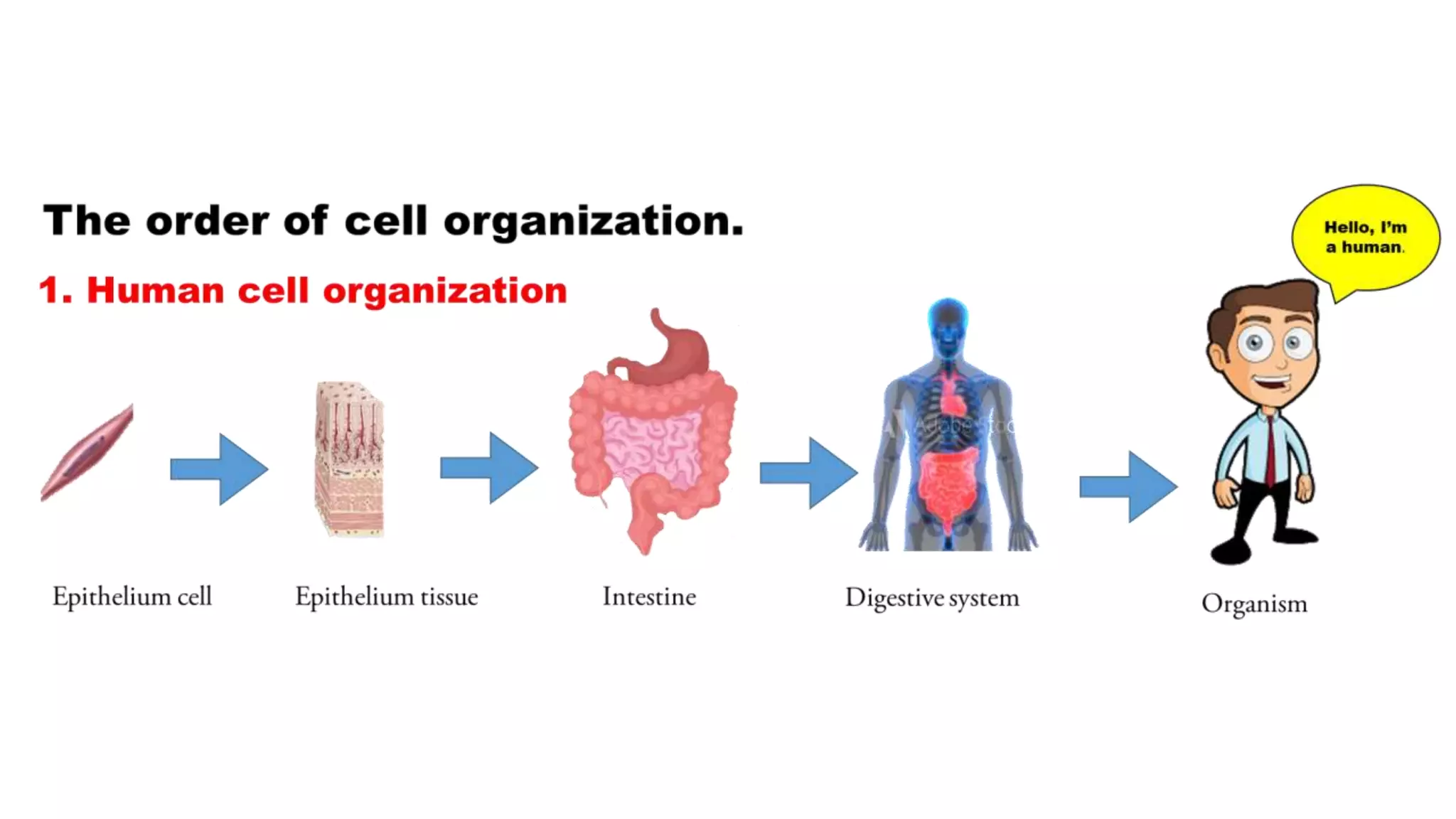 Human body 2.pptx
