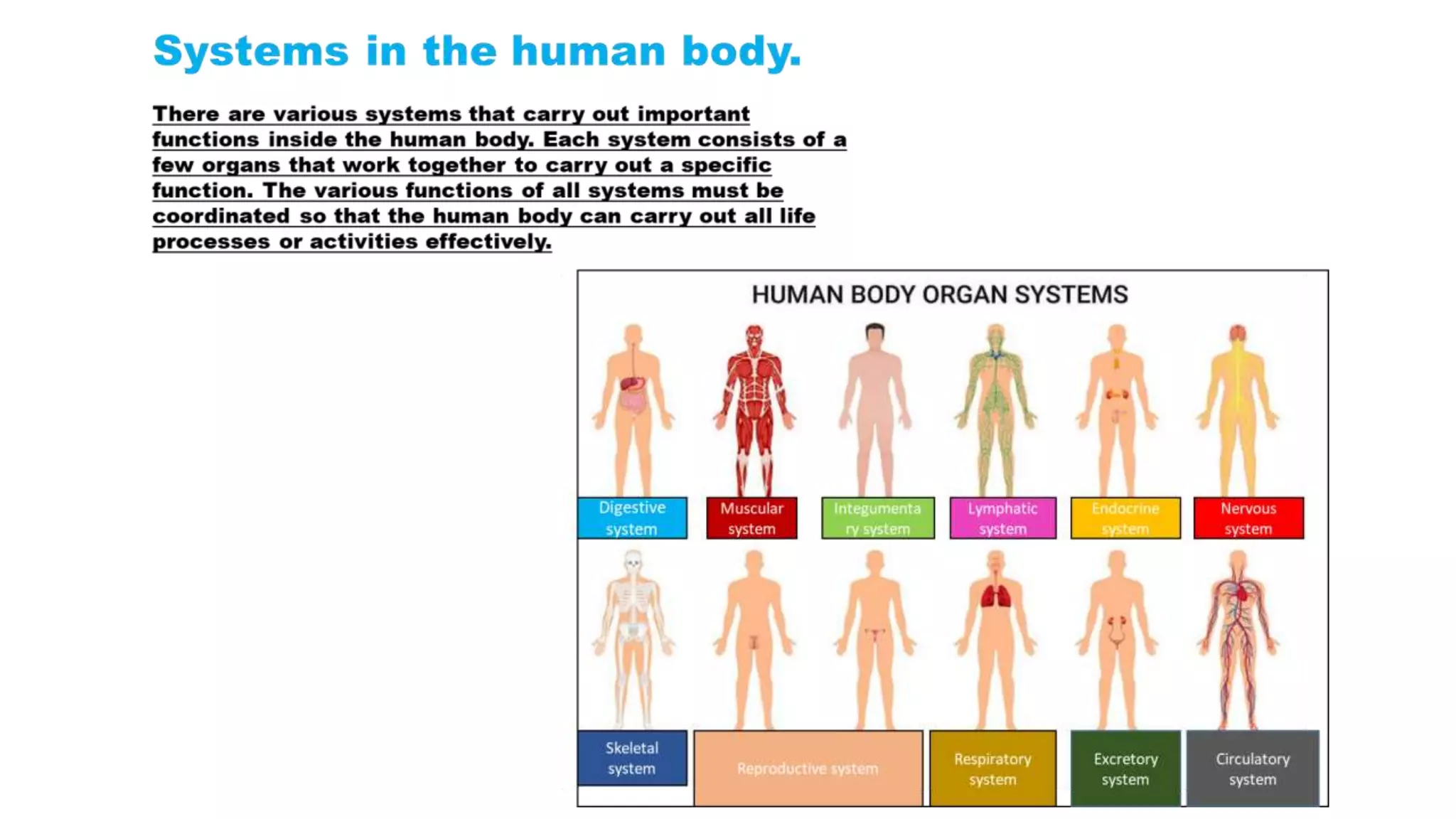 Human body 2.pptx