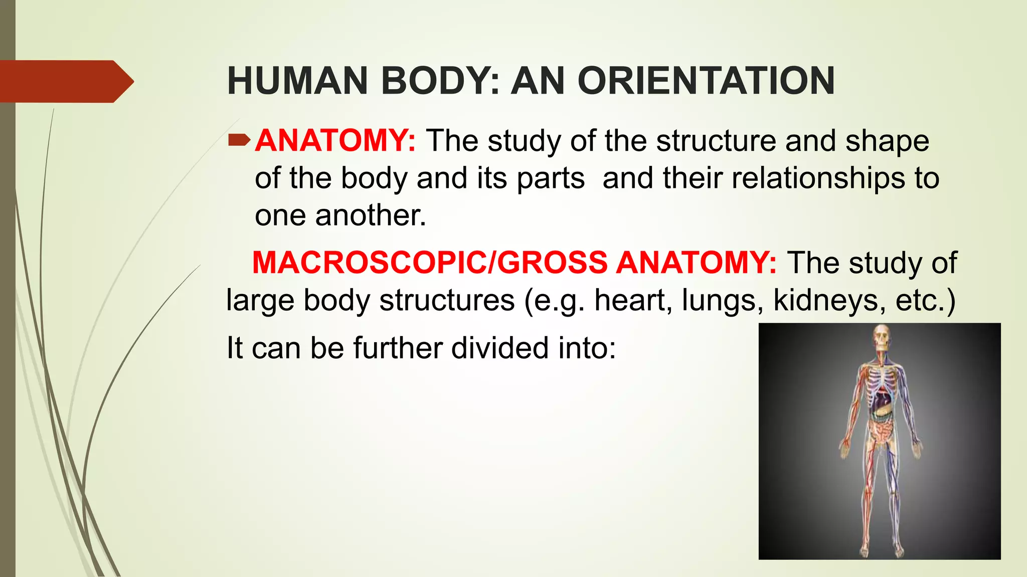 HUMAN BODY AN OVERVIEW 1.pptx