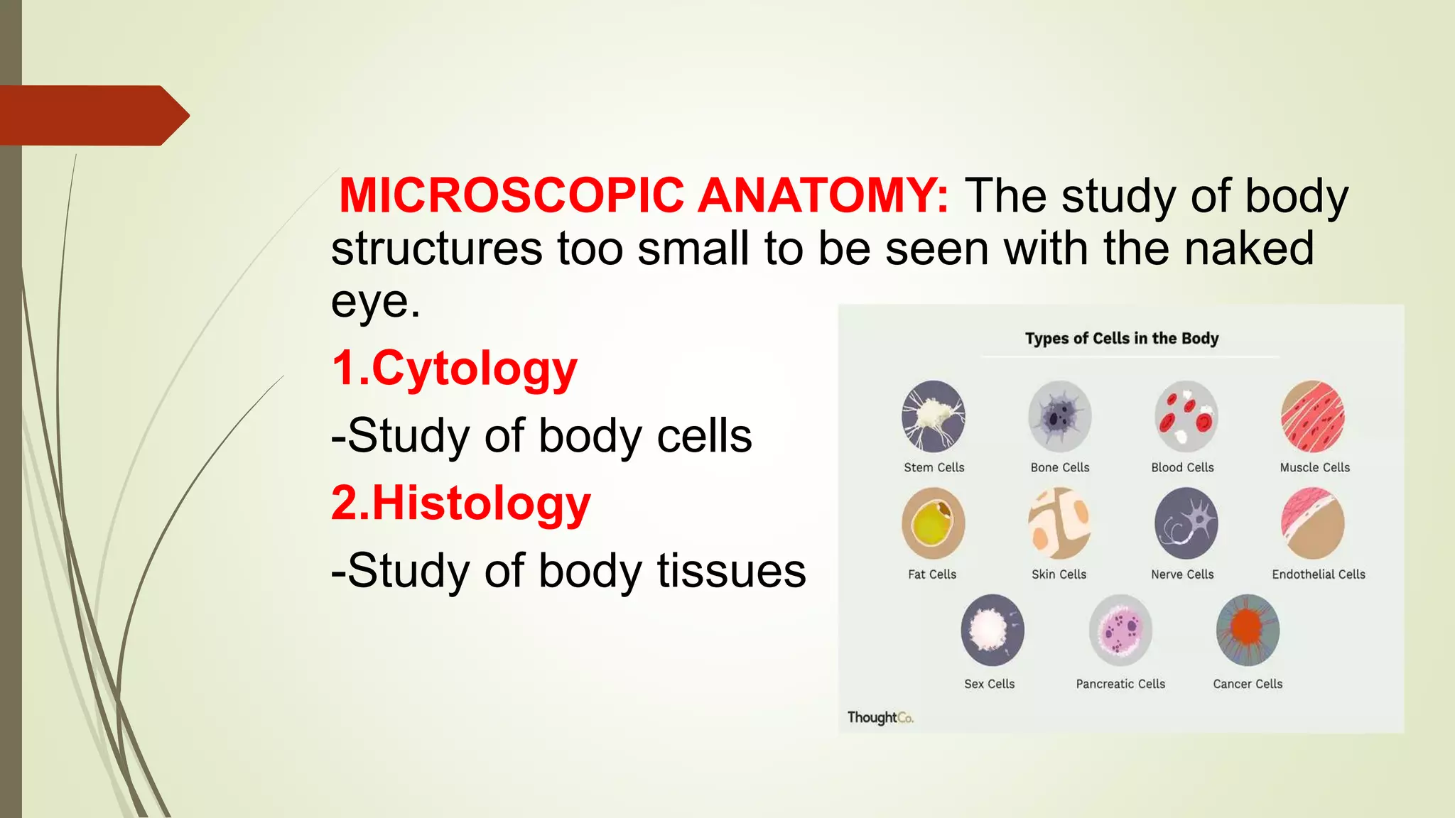 HUMAN BODY AN OVERVIEW 1.pptx