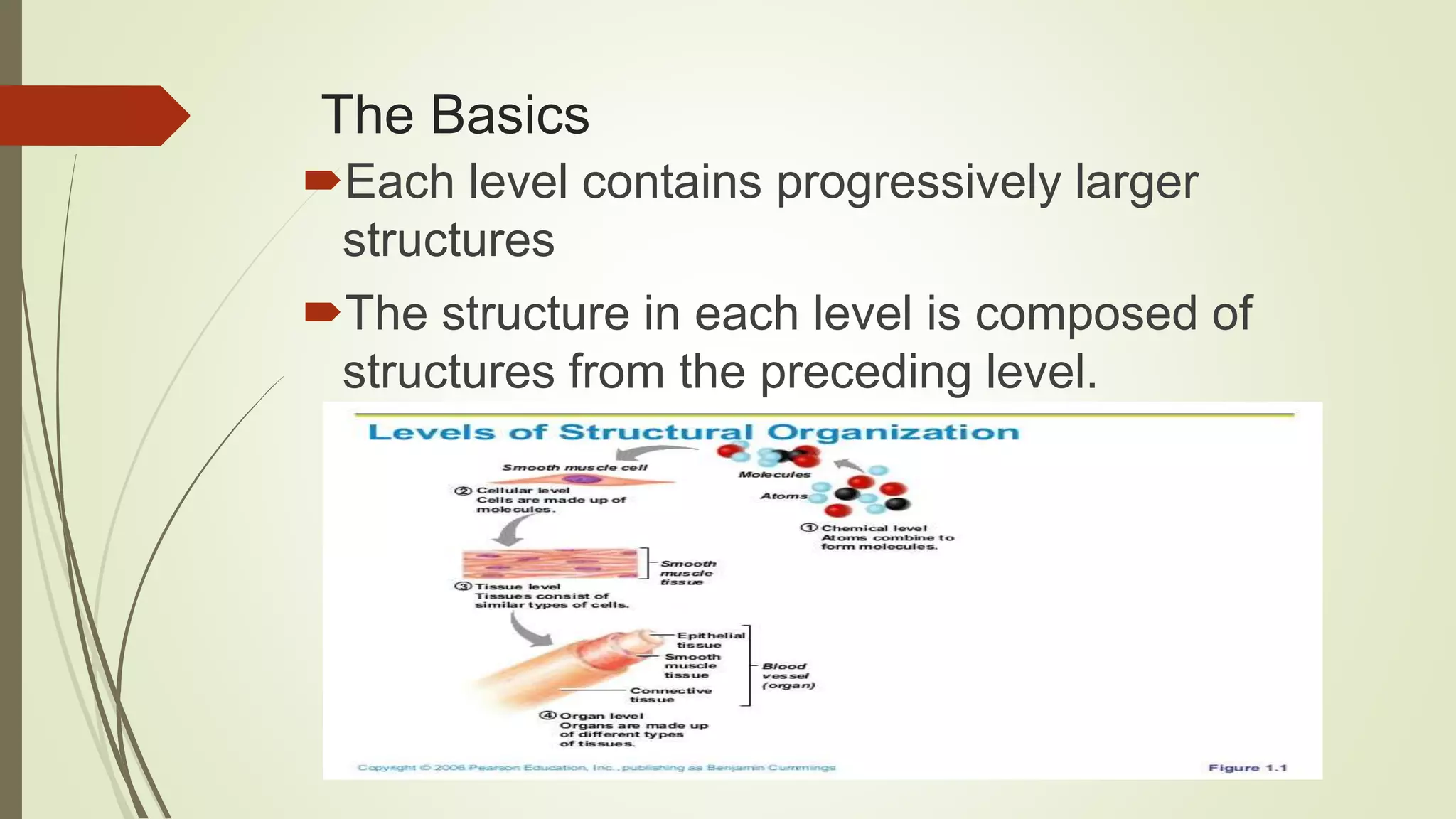 HUMAN BODY AN OVERVIEW 1.pptx