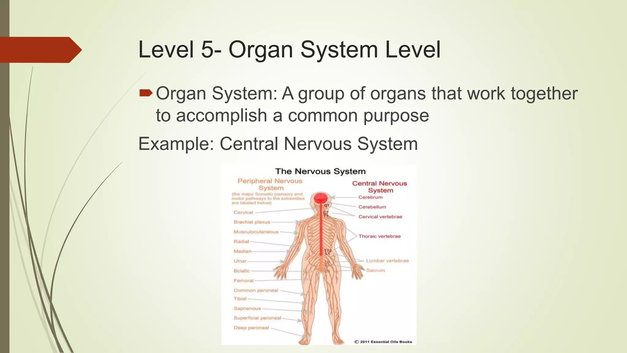 HUMAN BODY AN OVERVIEW 1.pptx