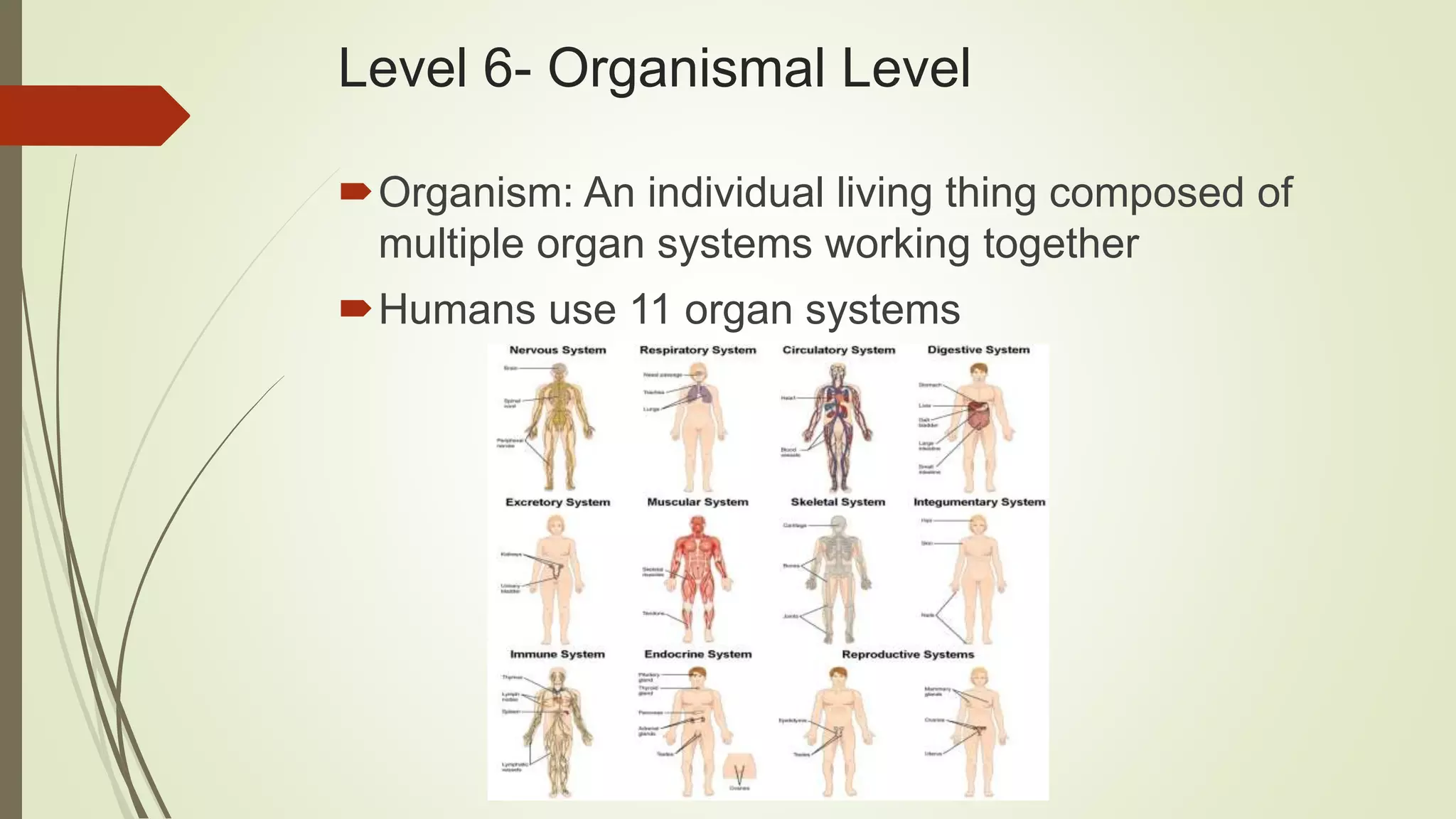 HUMAN BODY AN OVERVIEW 1.pptx