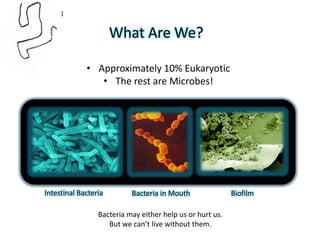 Human body as microcosm philip jarret | PPTX
