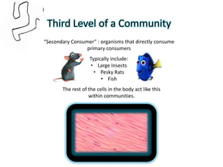 Human body as microcosm philip jarret | PPTX