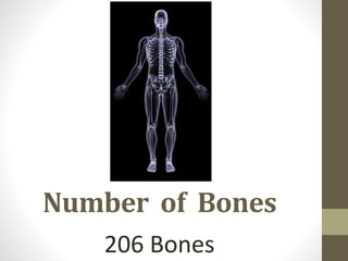 Human Body by Chhavi Saini | PPTX