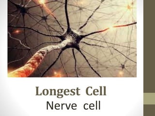 Human Body by Chhavi Saini | PPTX